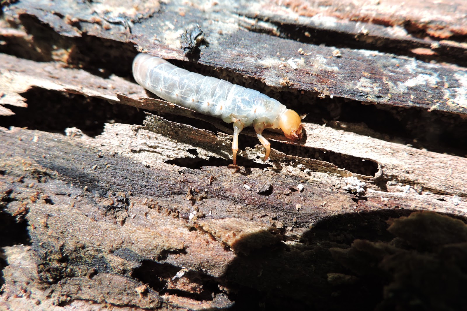 Capital Naturalist by Alonso Abugattas: Bess Beetles