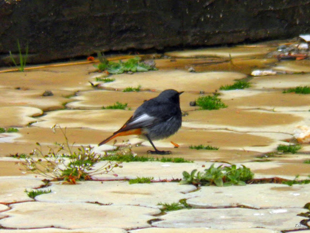 PASARI DIN ROMANIA: CODROS DE MUNTE (2), Phoenicurus ochruros