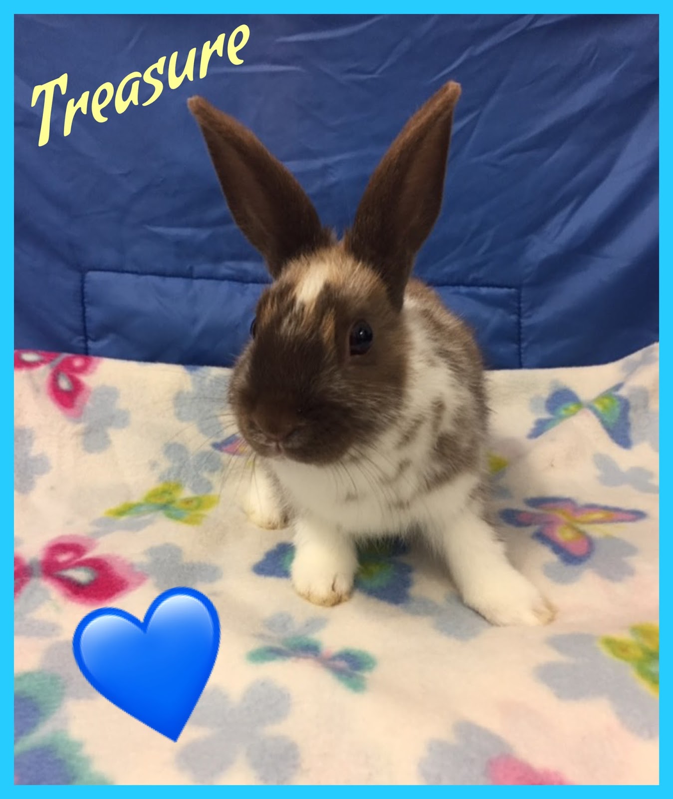 Rabbit Rescue Sanctuary: TREASURE & DIAMOND BABY RABBITS FOR ADOPTION ...