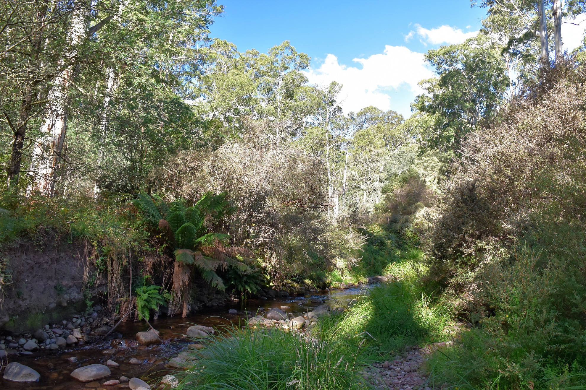 Goin' Feral One Day At A Time: Upper Howqua Carpark to Stanley Name ...