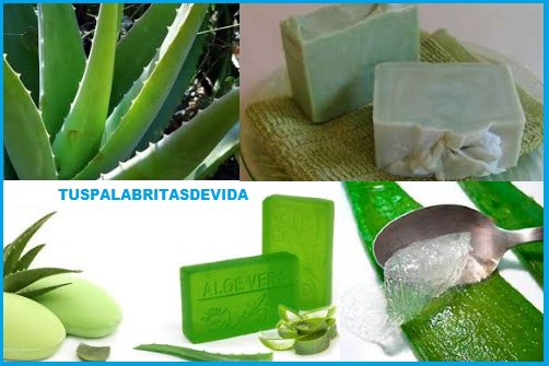 Como Hacer Un Jabon De Sabila Casero, Cortar Y Plantar Correctamente El ...