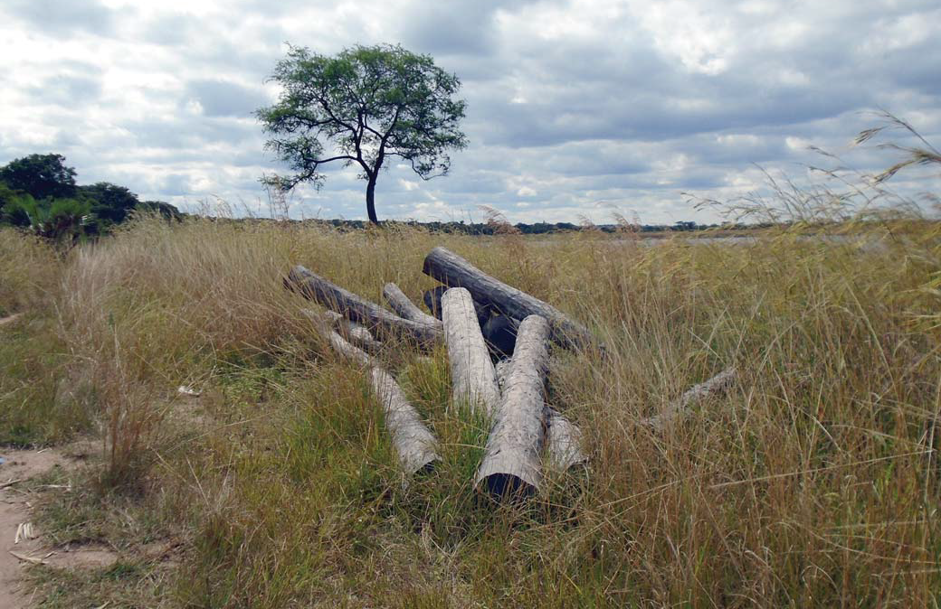 Sciency Thoughts: A hunger for Hongmu (红木): The Environmental ...