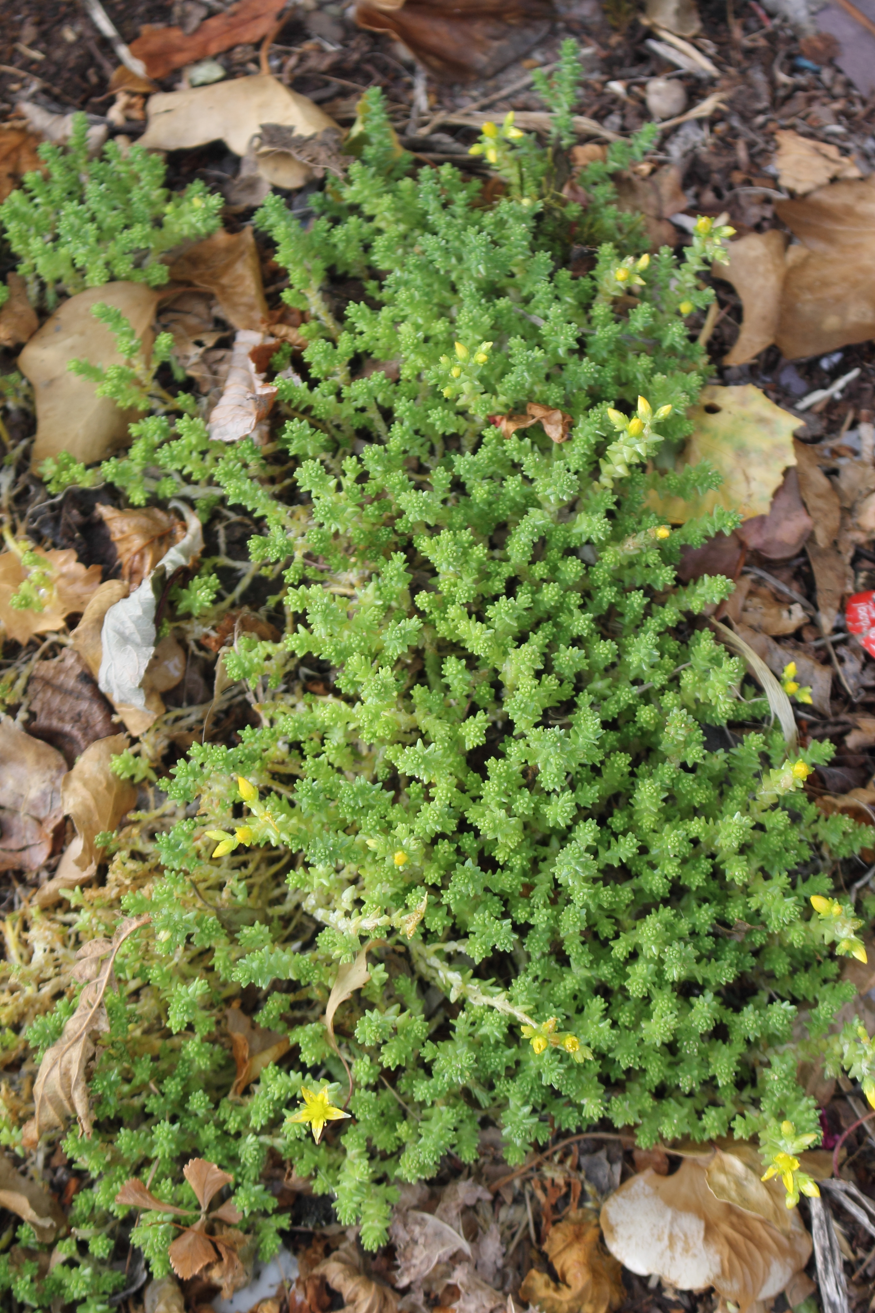 Valley Naturalist: Pontypool's pavement plants