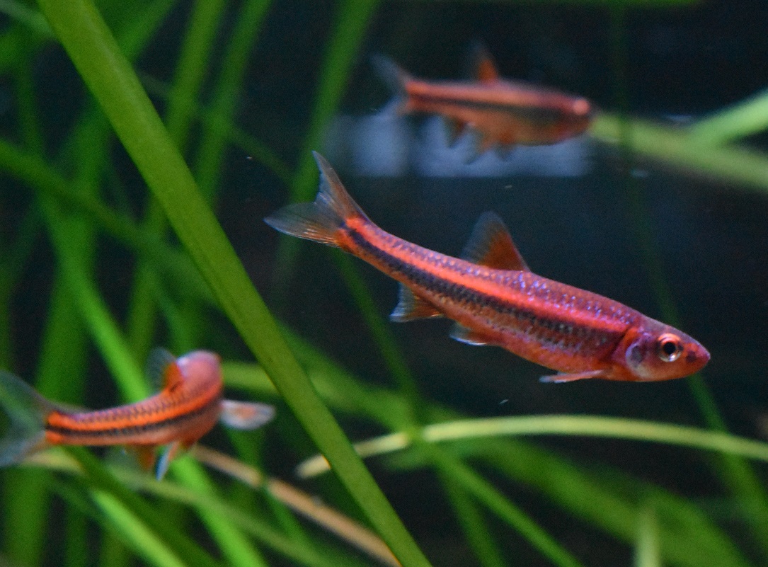 ZOOTOGRAFIANDO (6.100 ANIMALS): BARBO ARCOIRIS / RAINBOW SHINER ...