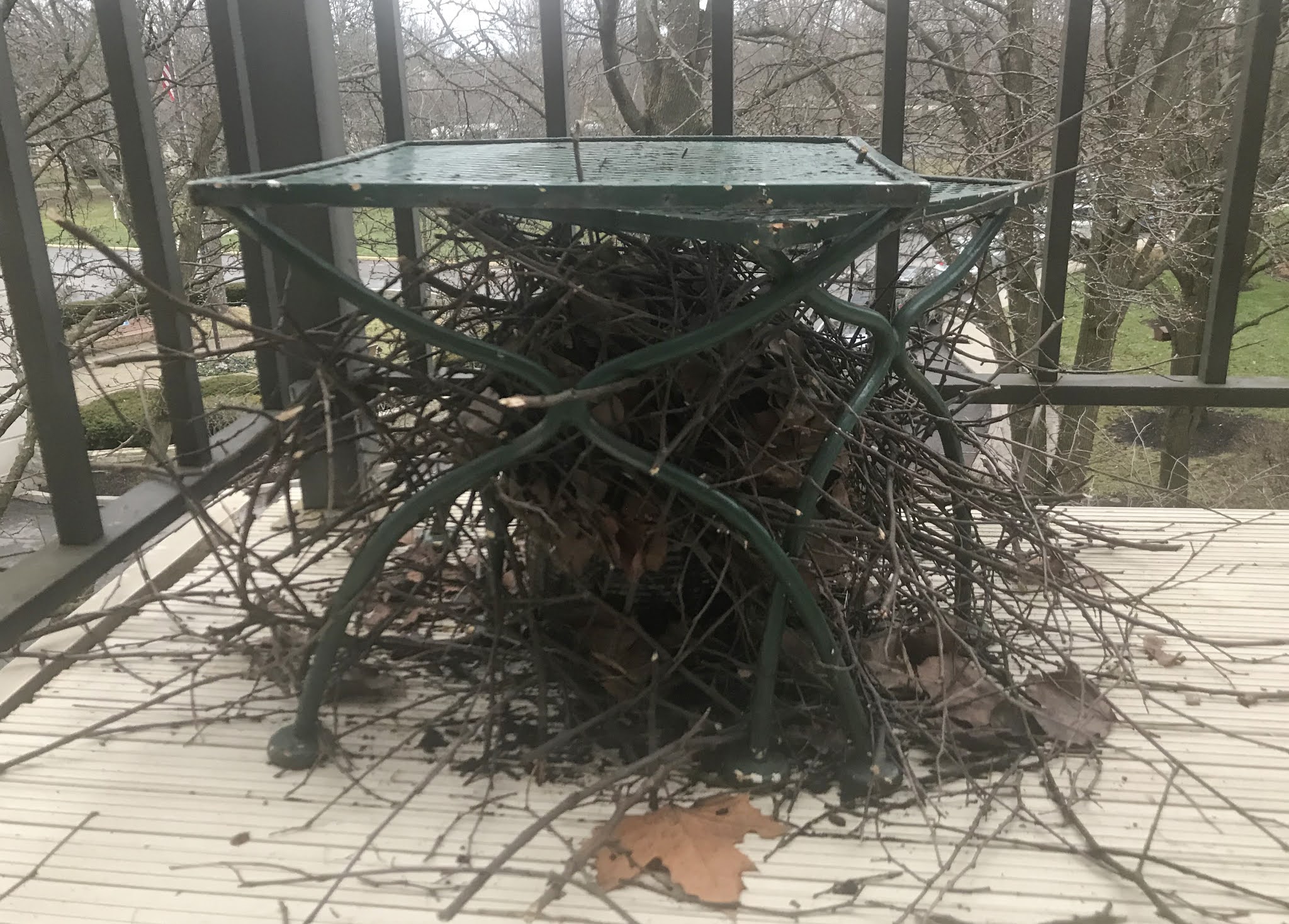 Ohio Birds and Biodiversity: Gray squirrel and its unusual drey a ...