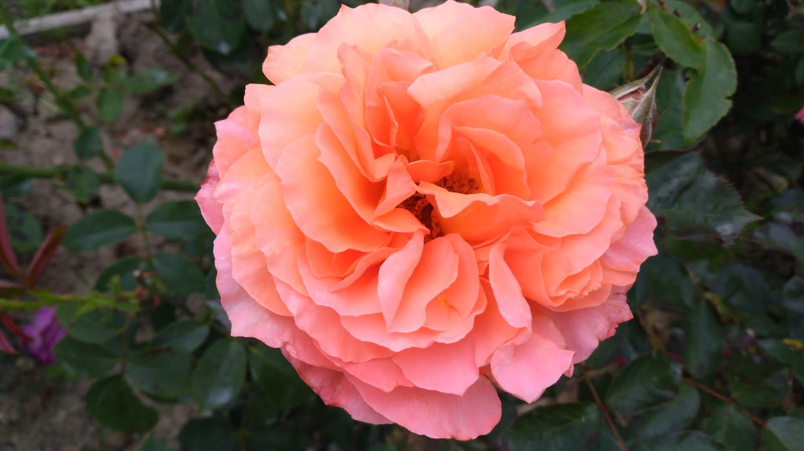 Ranczo Elma: Róża (Rosa) Louise Clements