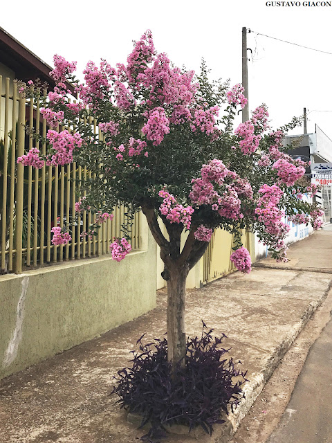 Viveiro Ciprest - Plantas Nativas e Exóticas: Resedá Rosa ...