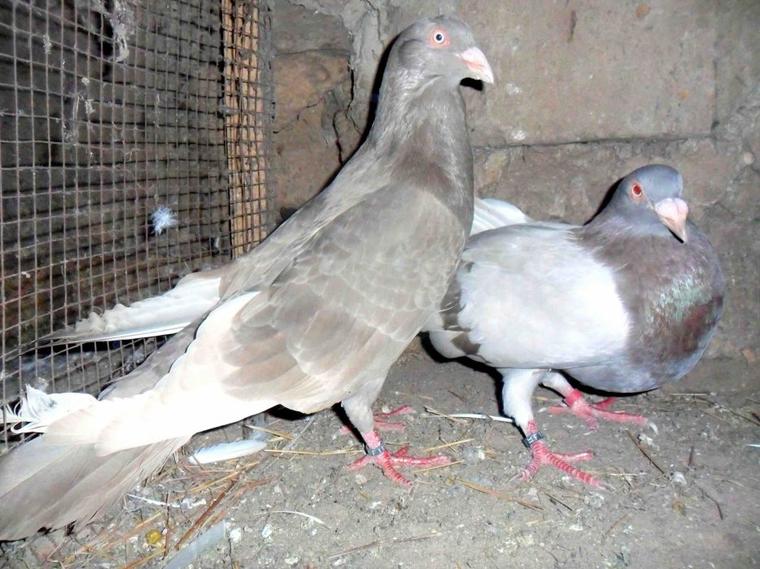 Runt pigeons ( Romain ) - Pigeons fall