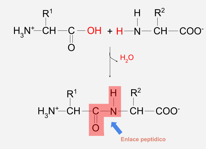 Química Sexto: Péptidos