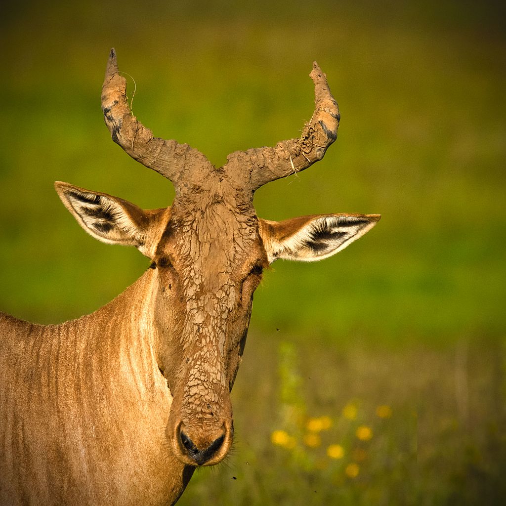Elsen Karstad's 'Pic-A-Day Kenya': Kongoni- Nairobi Park, Kenya