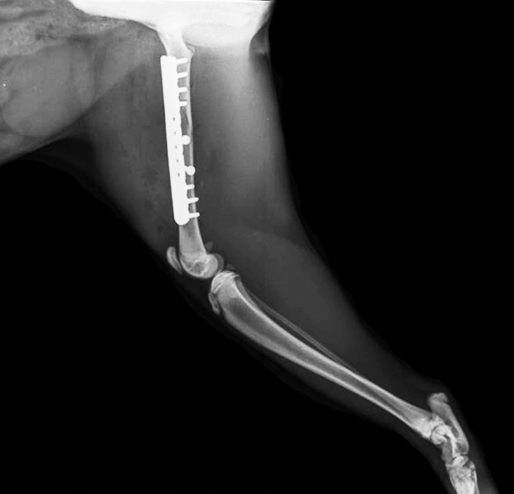 ARTROVET: Fracturas de fémur