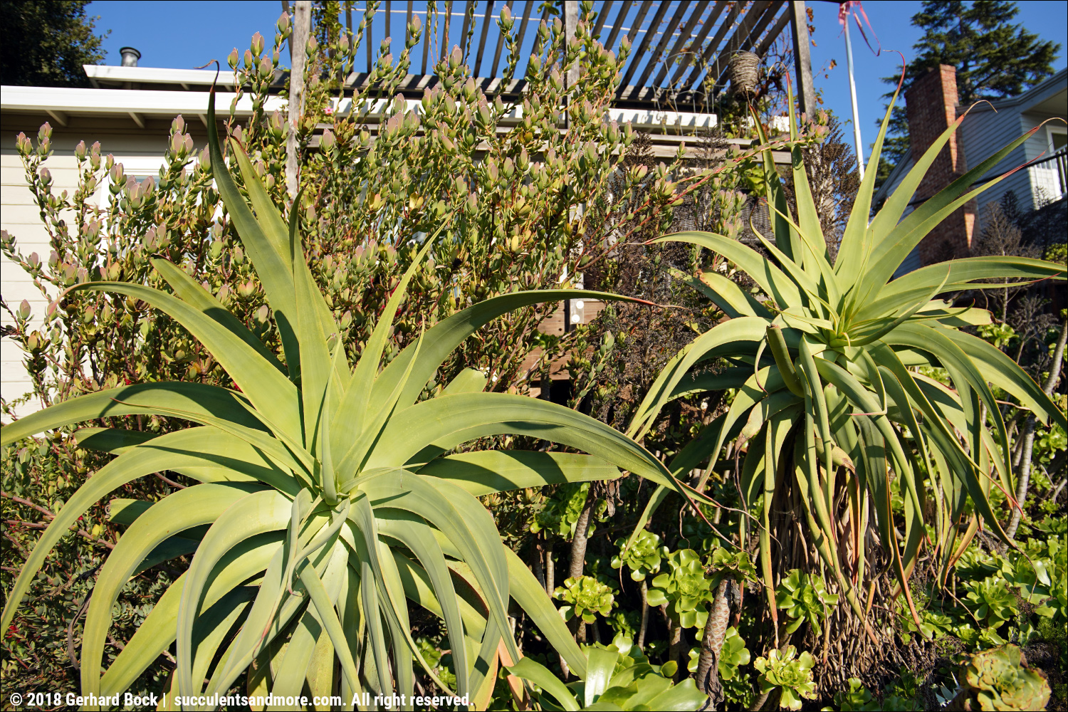 John Miller's Oakland aloe garden (Institute for Aloe Studies)
