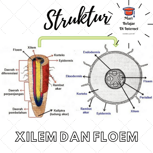 BELAJAR BIOLOGI: Struktur Dan Perkembangan Xylem Dan Floem