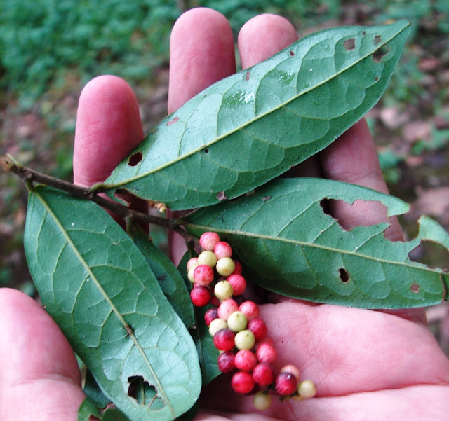 OUR PHILIPPINE TREES: The Miniature Bignay