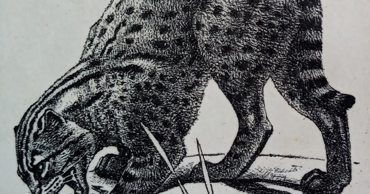 Blacan , Kucing Hutan Penangkap Ikan Jawa