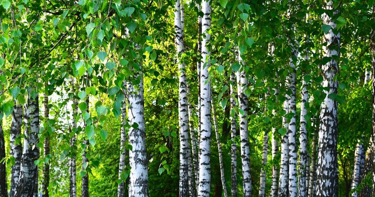 Storia e proprietà della Betulla