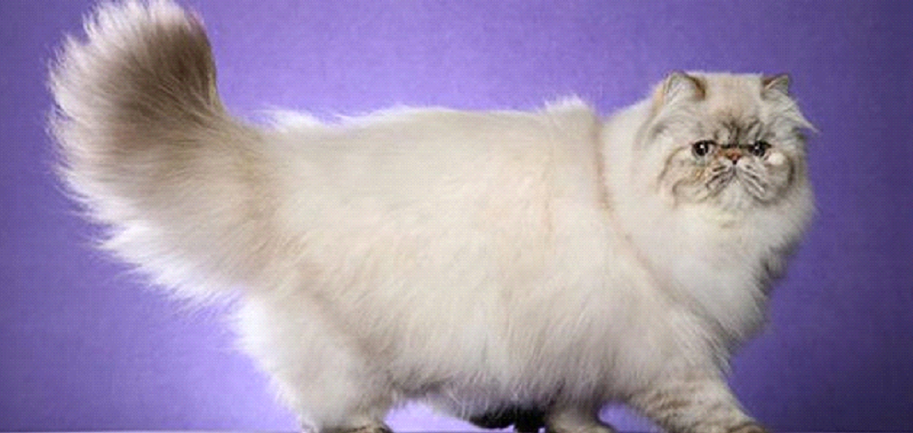 The Cat Shirazi | All knowing