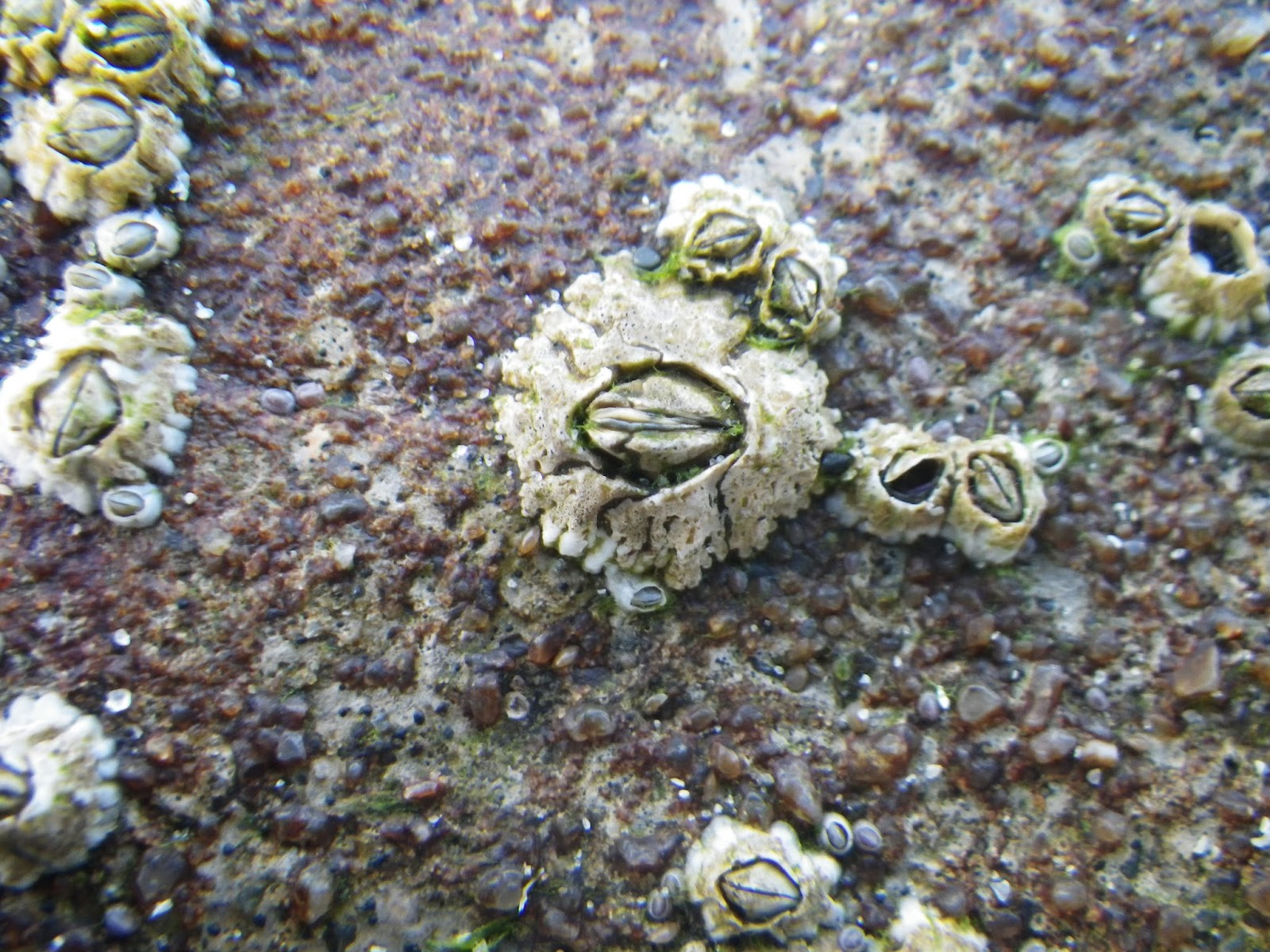 Rock Pooling: Rock pooling destination: Bay of Laig, Eigg May 2013