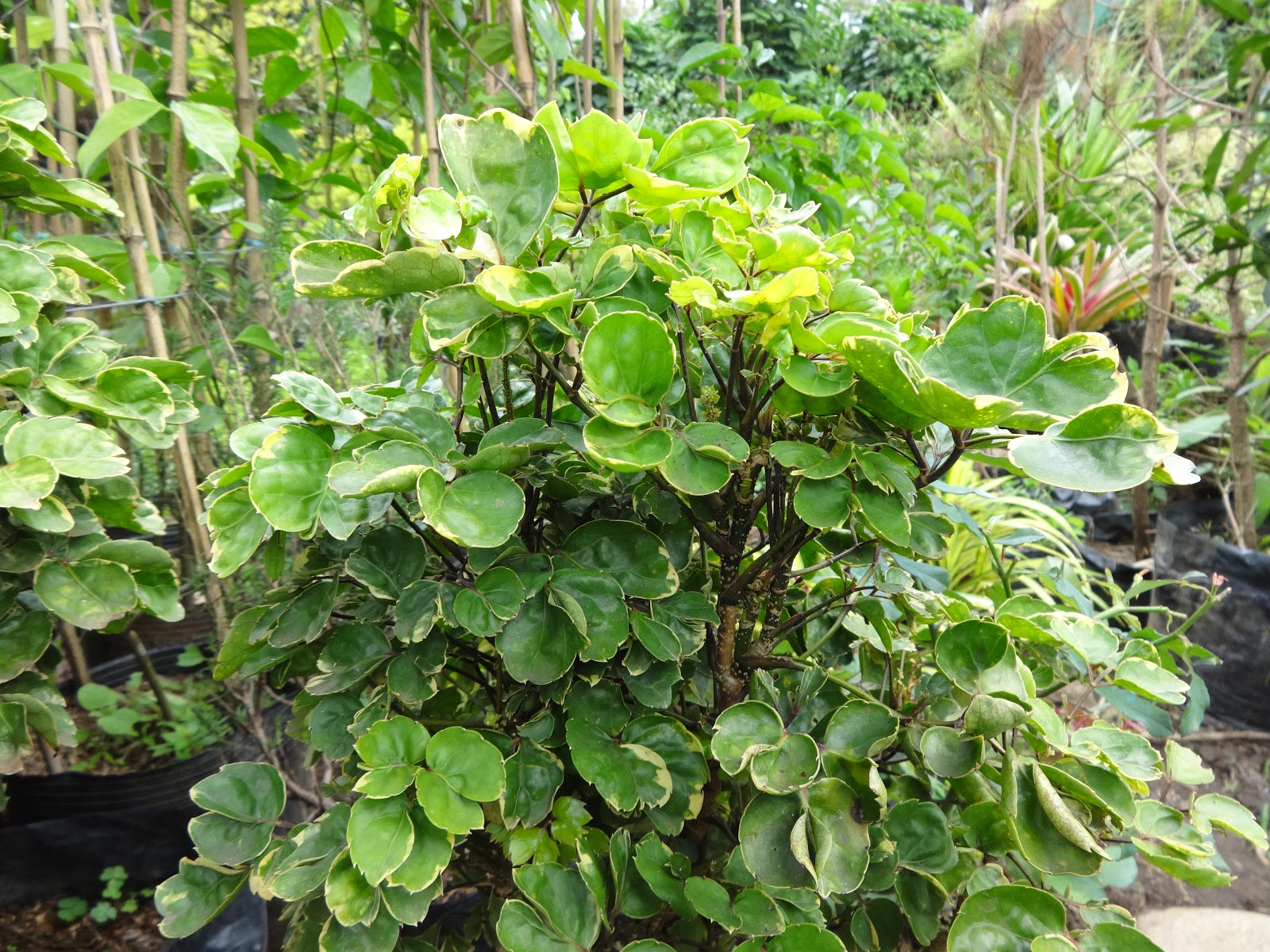 Herbs from Distant Lands: Polyscias fruiticosa - Ming Aralia, Polyscias ...