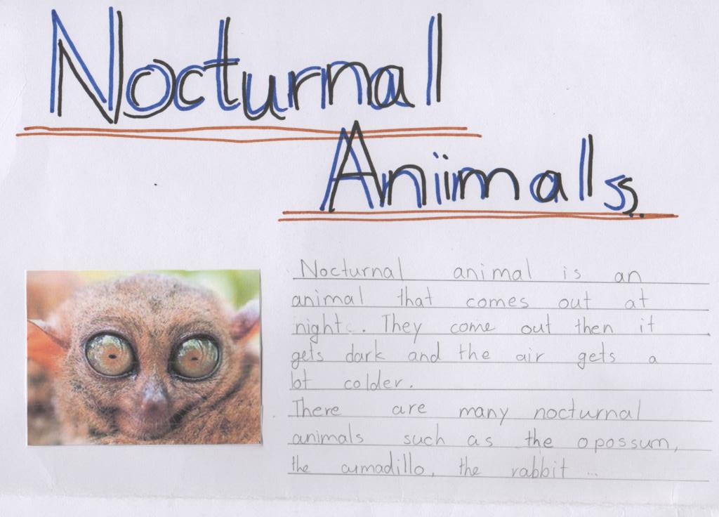 Luna students' room: Nocturnal Animals - poster project