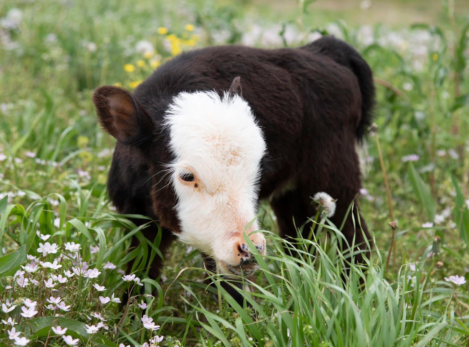 CVM News and Events: World’s Smallest Bull, Lil’ Bill, Succumbs to ...