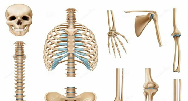 How Many Bones Are There In A Human Body How Many Bones Are There In A Human Body