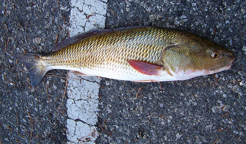 Our Nature: Seeing Red: Redfish!