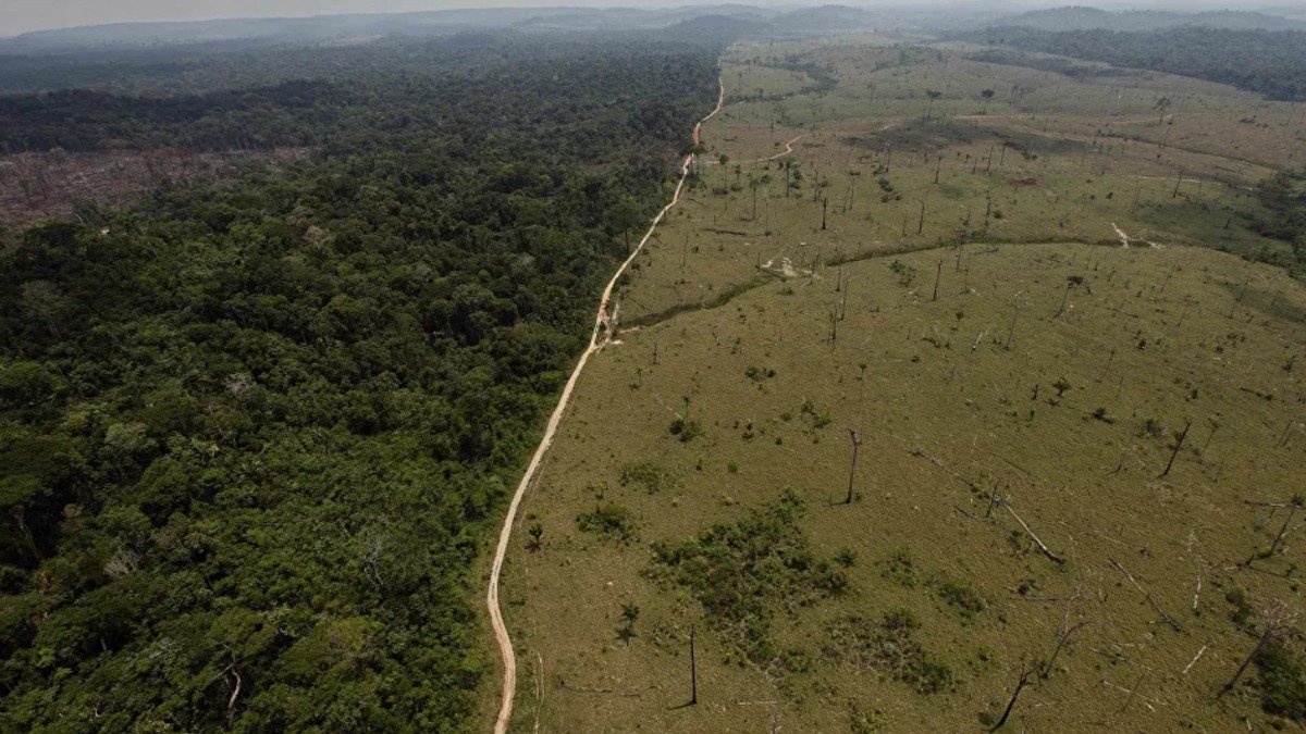 Los bosques del Amazonas, de 'pulmón del planeta' a fuente de ...