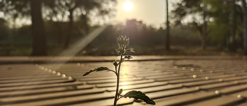 Nature Clicks Part 2