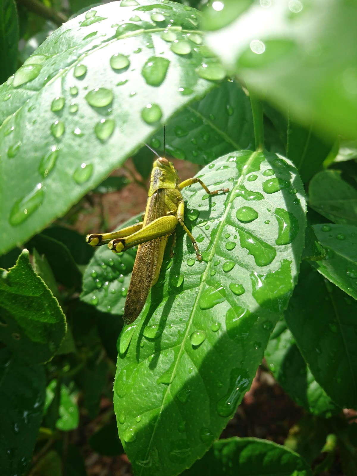 grasshopper drinking rain water up leaf lemon tree