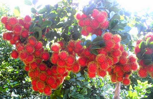 Rahasia dan Manfaat Buah Rambutan | Suka Natura