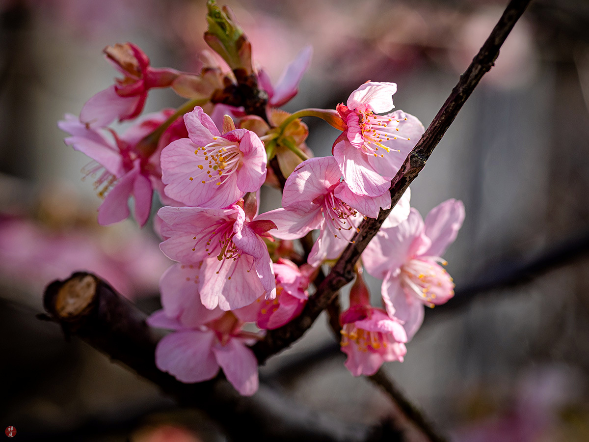 FROM THE GARDEN OF ZEN: Kawazu-zakura (Cerasus × Kanzakura ‘Kawazu ...