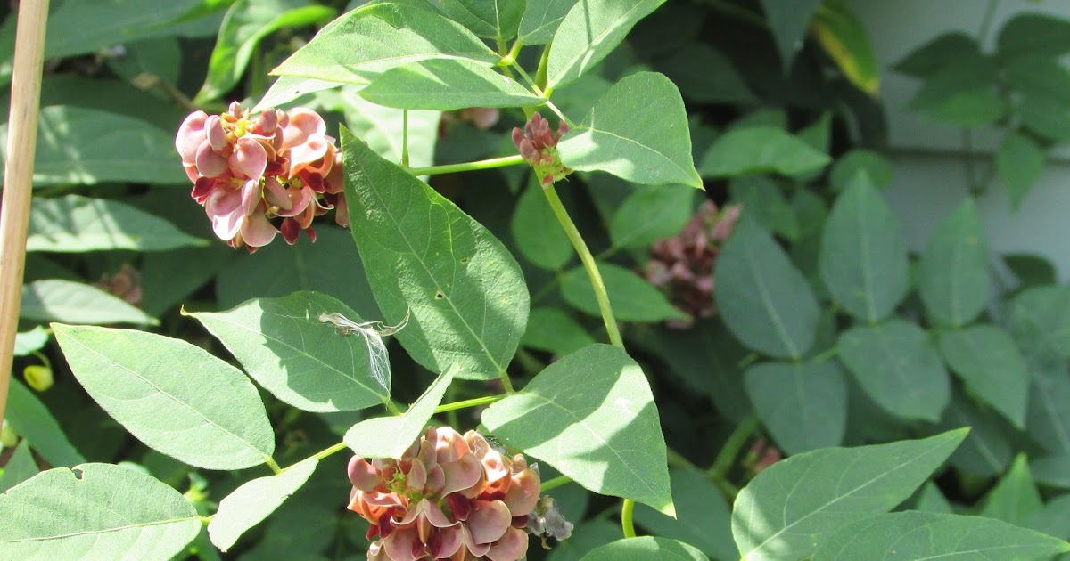Gardening Granny's Gardening Pages: Hopniss or groundnut Apios americana