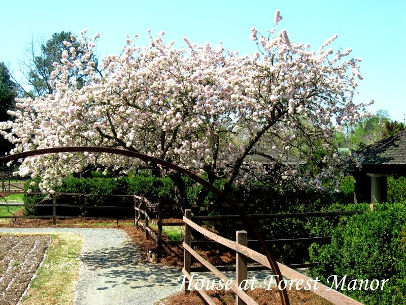 House at Forest Manor: Springtime in Reynolda Gardens
