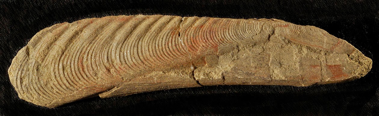 PALEO & GEO TOPICS: Comments by R. L. Squires: A Cretaceous bivalve ...