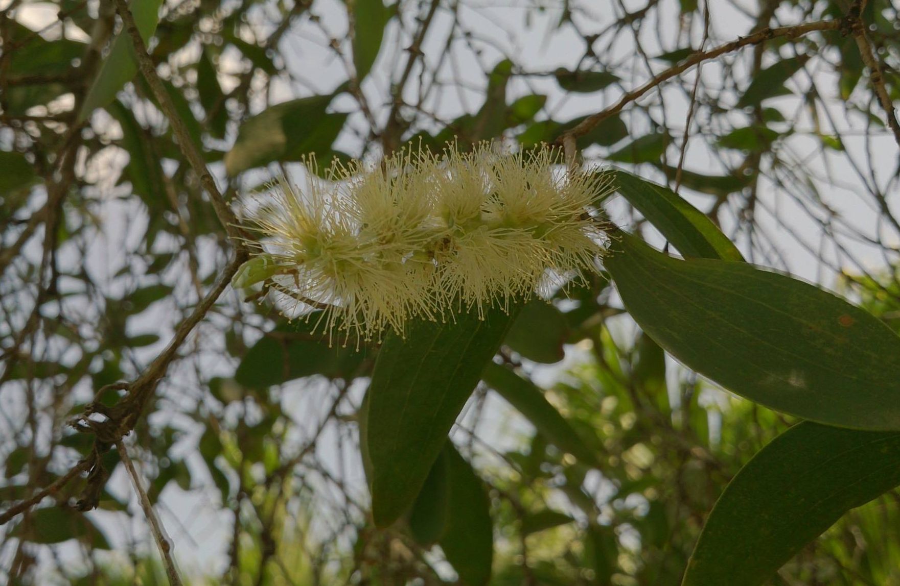 Optimum: POKOK GELAM MENGHASILKAN MINYAK KAYU PUTIH