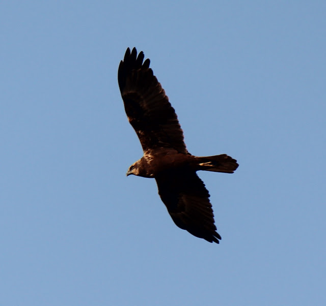 Birding Goa: Birds of Prey found in goa