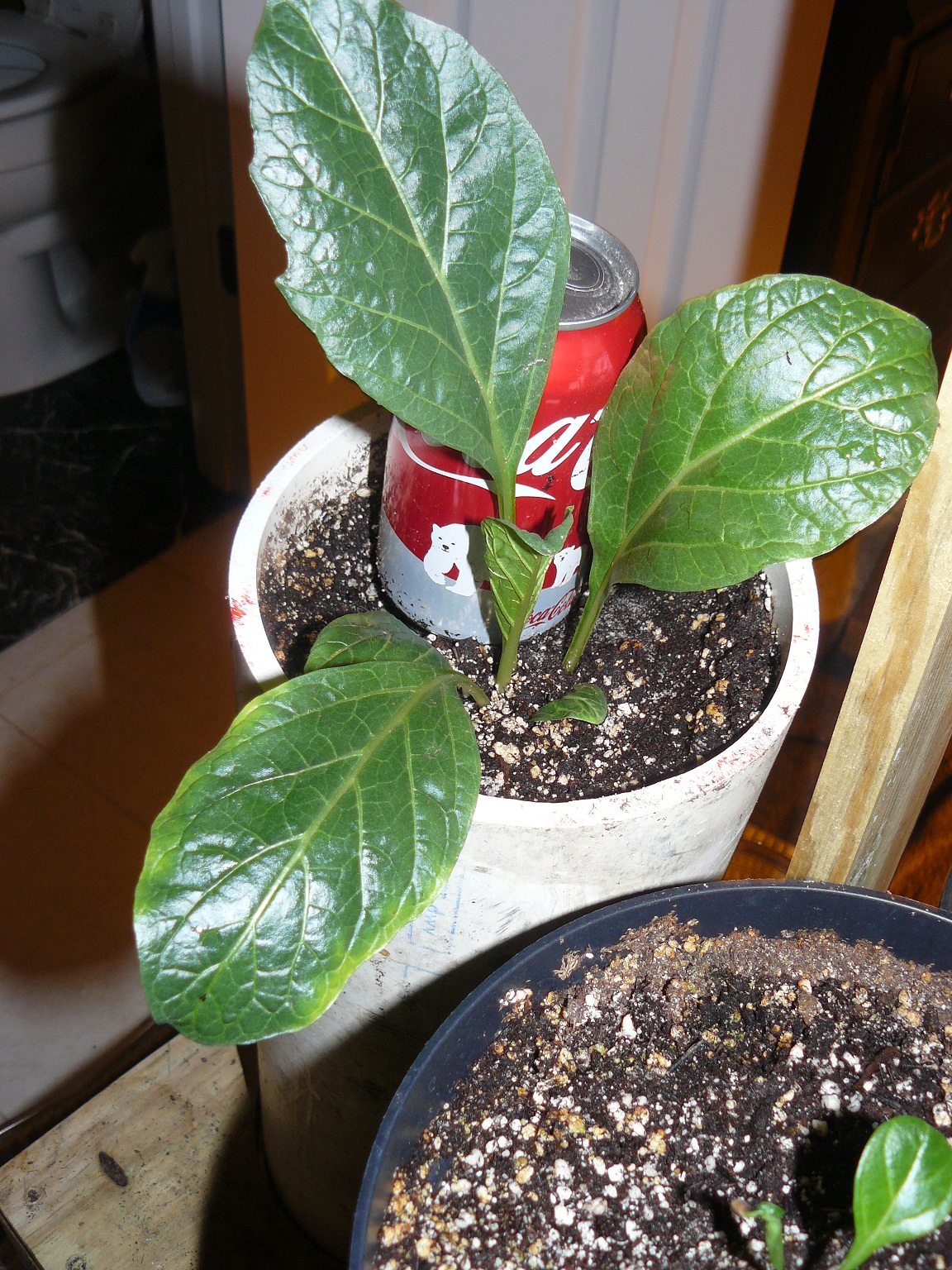 Mandrake plants: live mandrake Mandragora offcin. plants/roots 2 day ...