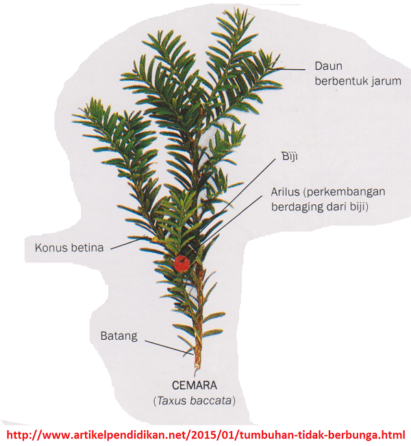 Mengenal dan Mempelajari Tumbuhan Tidak Berbunga 2