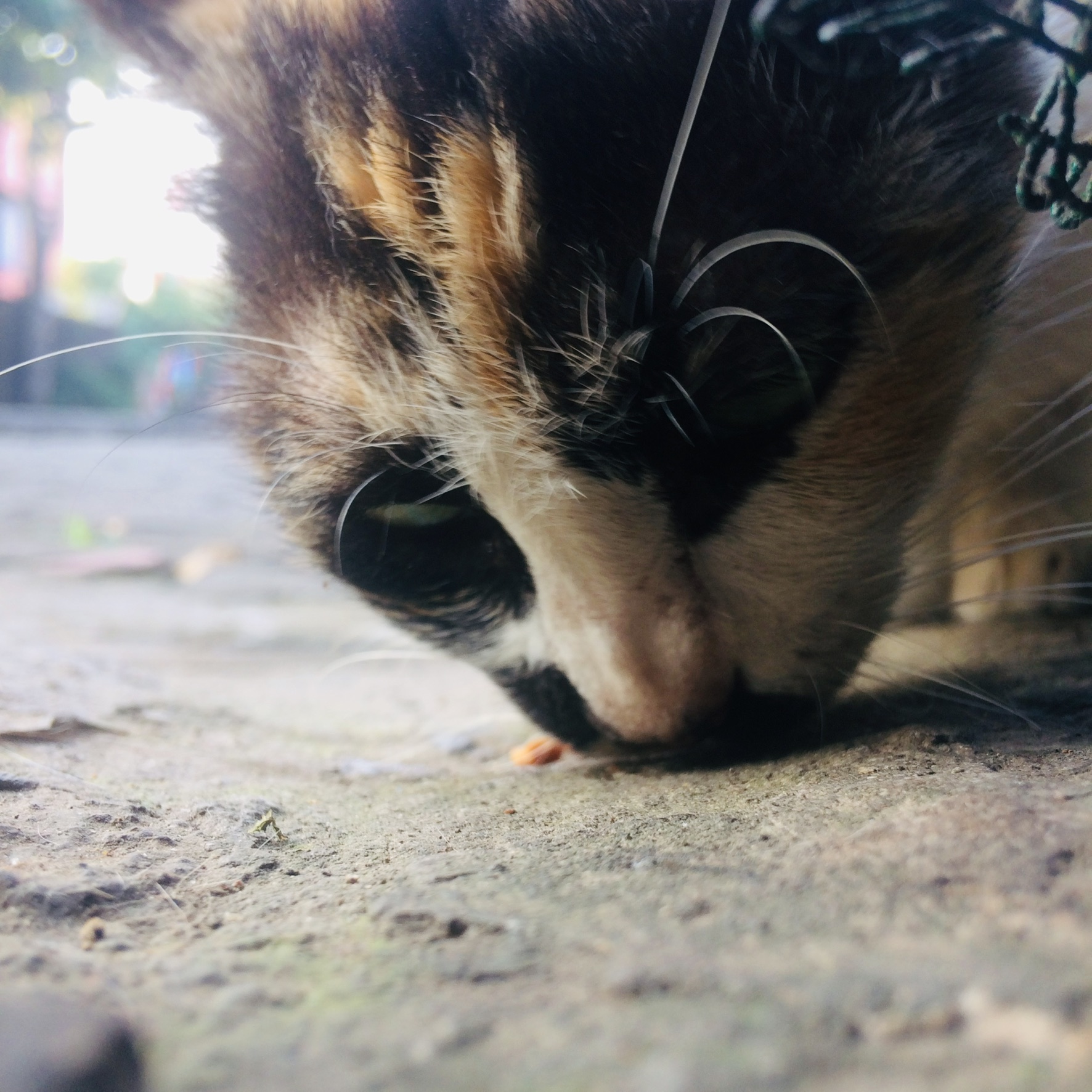 Kucing Kumis Miring