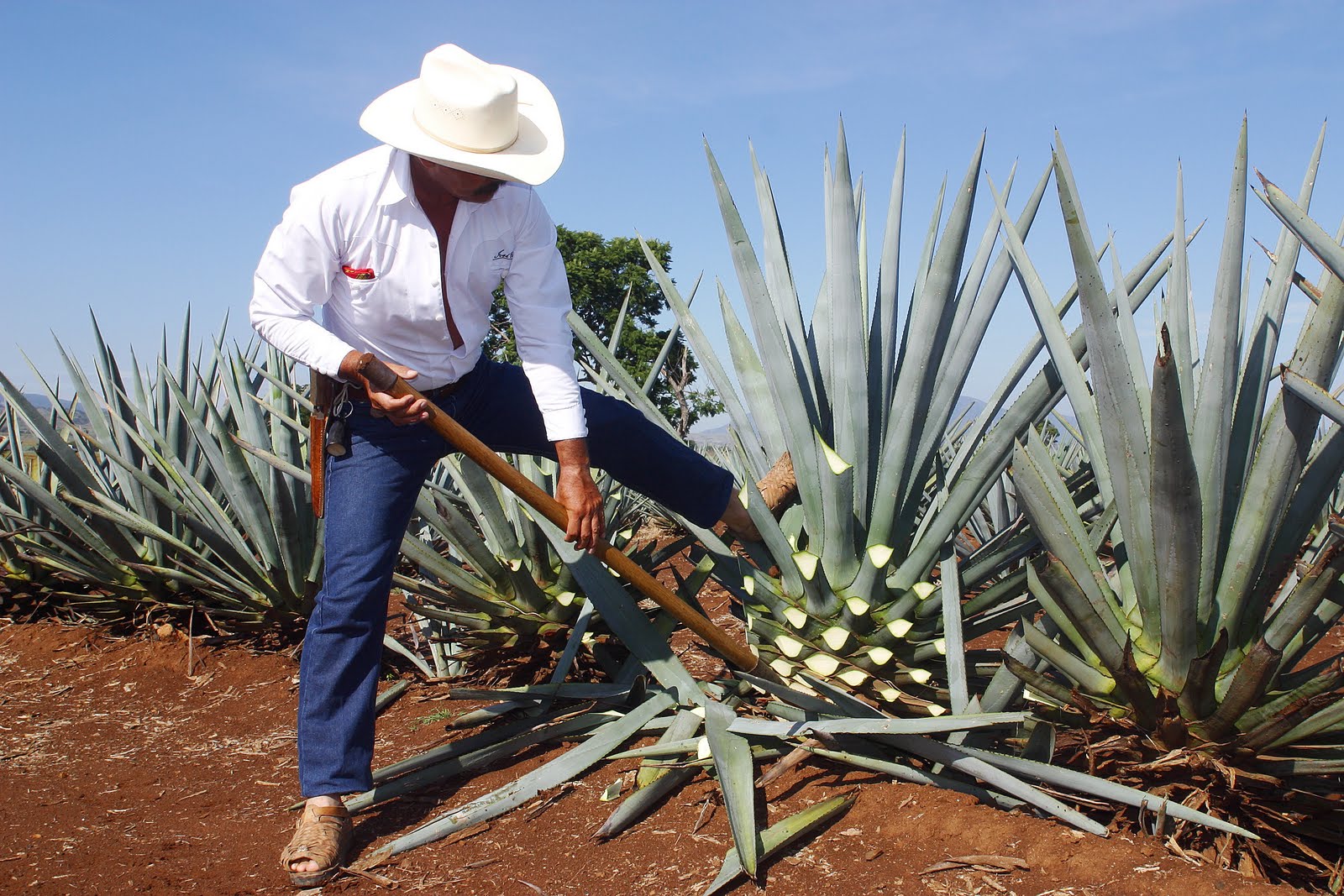 Sunny Via® - Le Blog: Qu'est-ce que le sirop d'agave