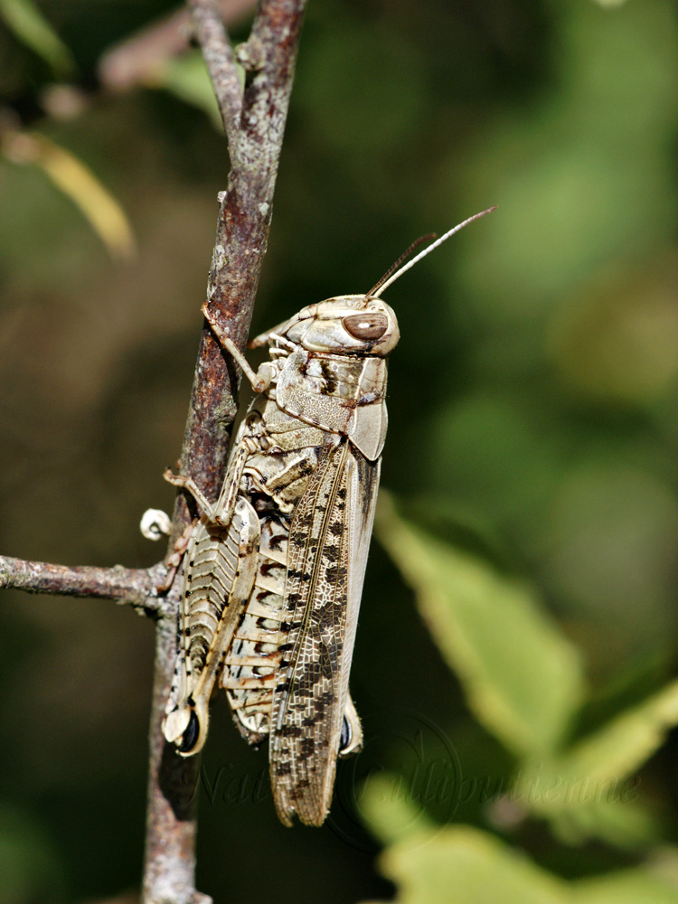 Photo Nature Lilliputienne (macrophotographies): Calliptamus italicus ...