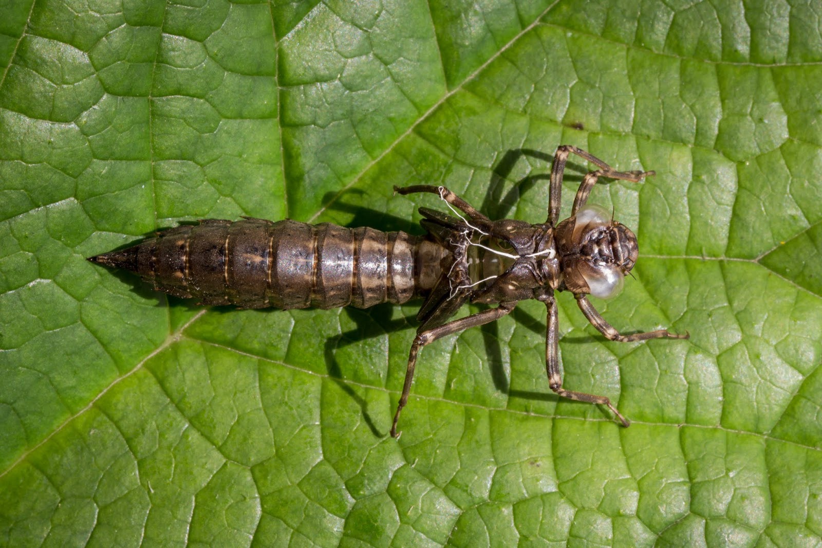 TrogTrogBlog: Exuvia