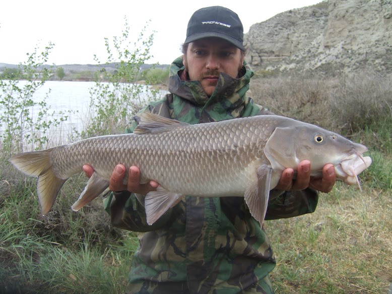Peces de España: Barbo.
