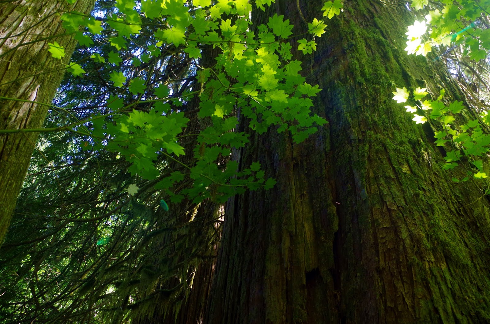 Pacific Northwest Seasons: Pacific Northwest Old Growth Hikes: Thunder ...