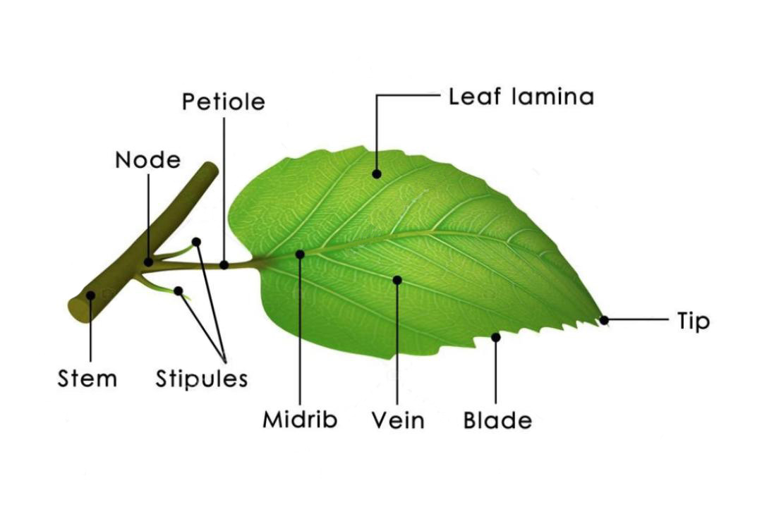 What is Leaves its Definition, structure, venation and phyllotaxy ...