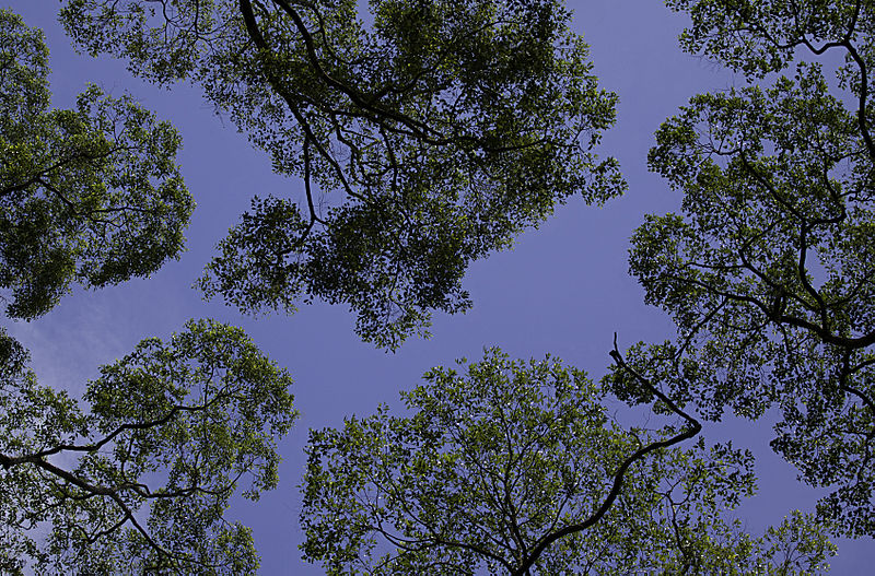 CANOPY STRUCTURE DESIGN ARCHITECTURE IDEAS IN CIVIL ENGINEERING canopy-structure-design-architecture-ideas-in-civil-engineering