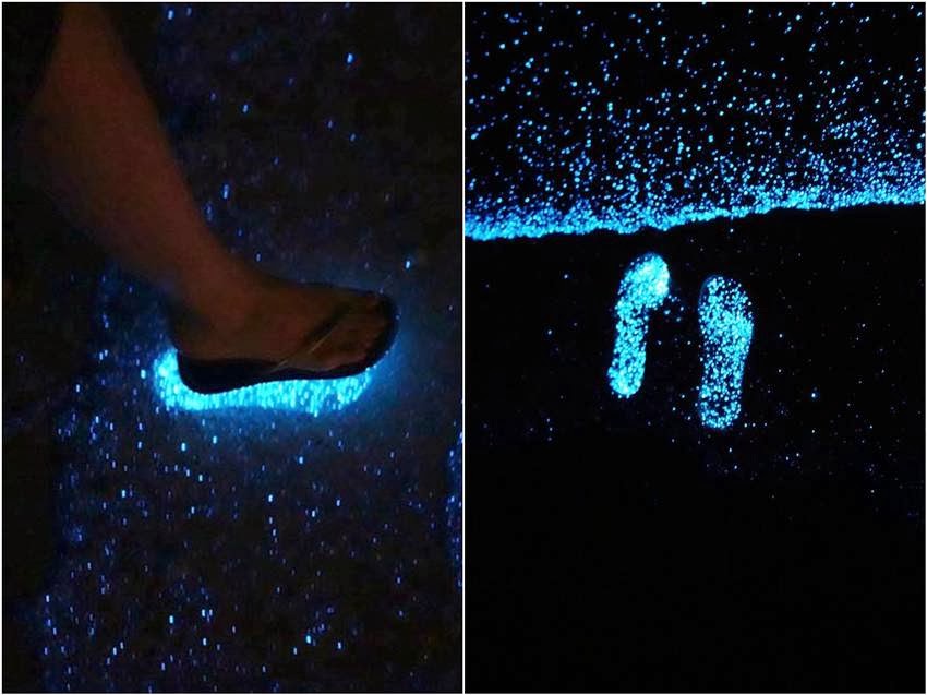 Mail2Day: Spectacular Glowing Beach of Maldives (8 pics)
