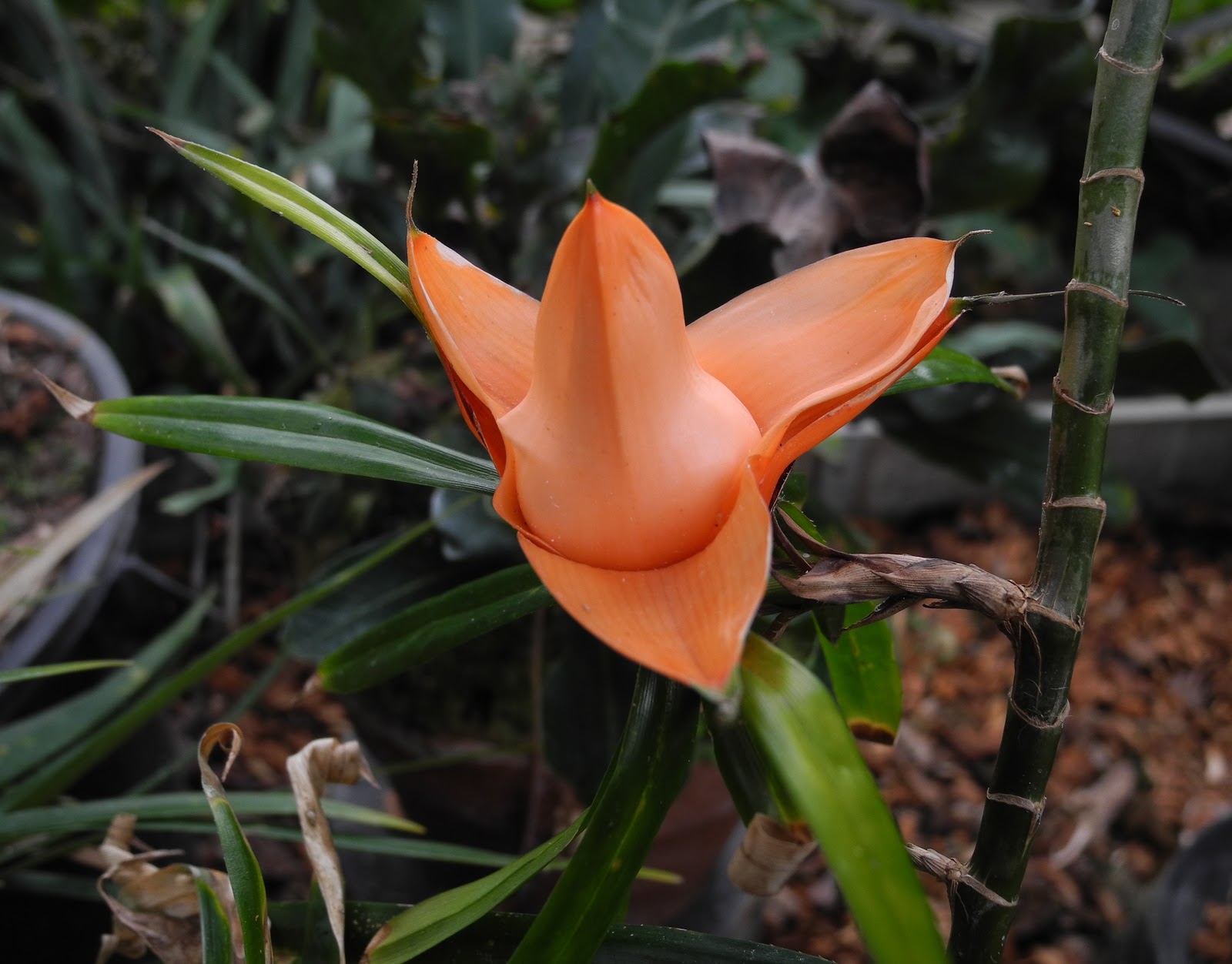 The Phytophactor: Friday Fabulous Flower - a screwpine