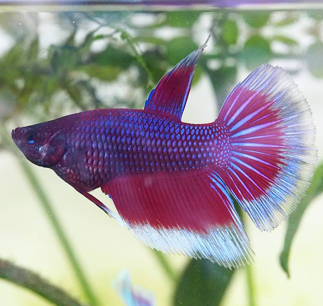 Knowing All Types Of Betta Fish - By Tail, Pattern And Color With Photo ...